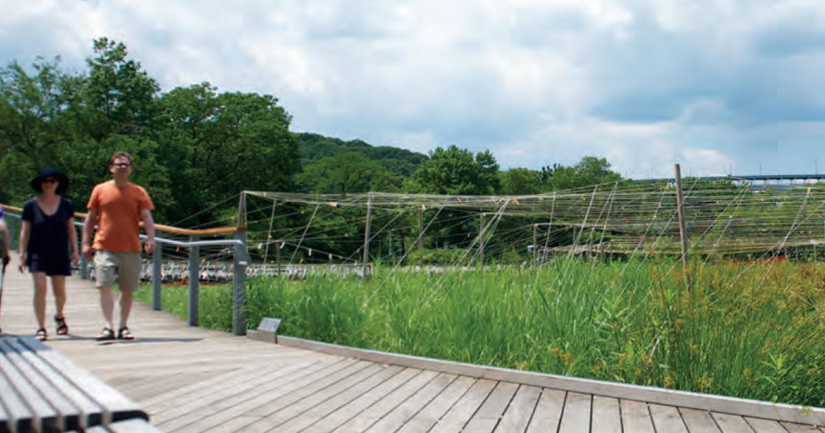 In Inwood, a New Destination for Waterfowl and Neighbors Alike ...