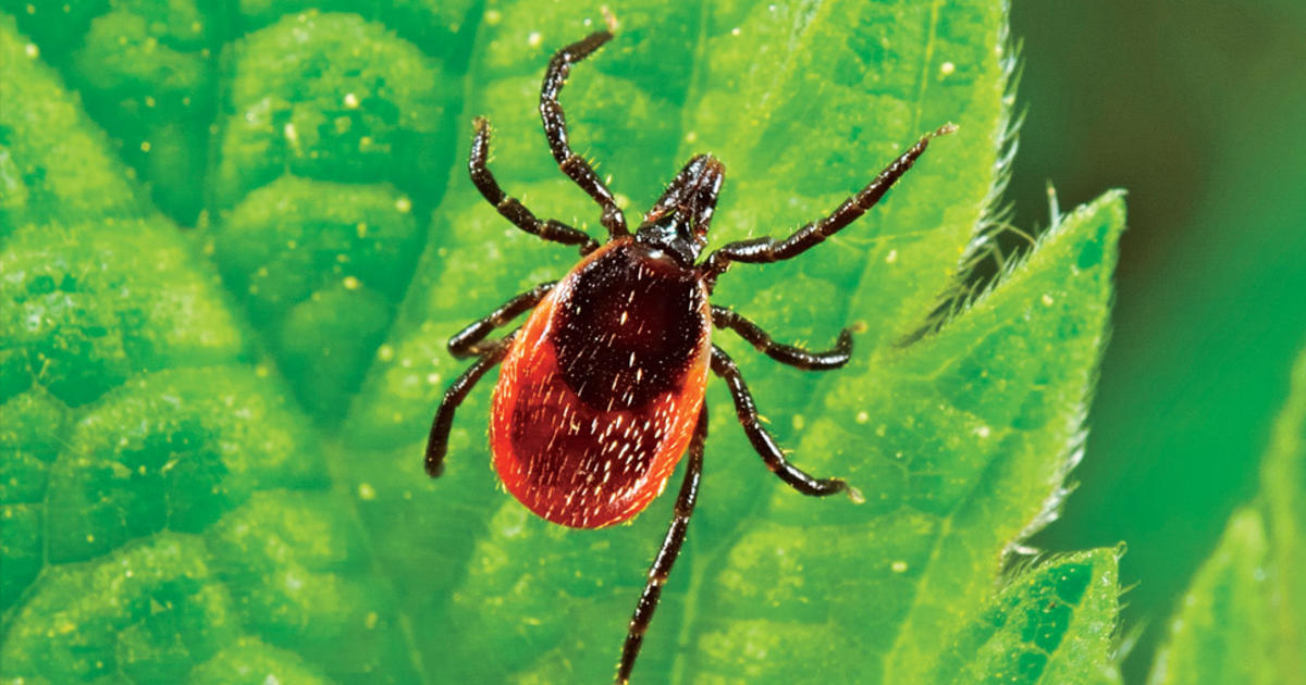 Spot a Tick? Snap a Pic | Columbia Magazine