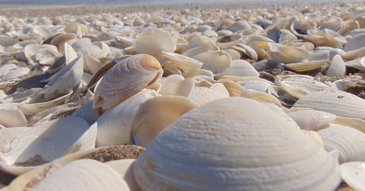 Cancer Can be Catching | Columbia Magazine