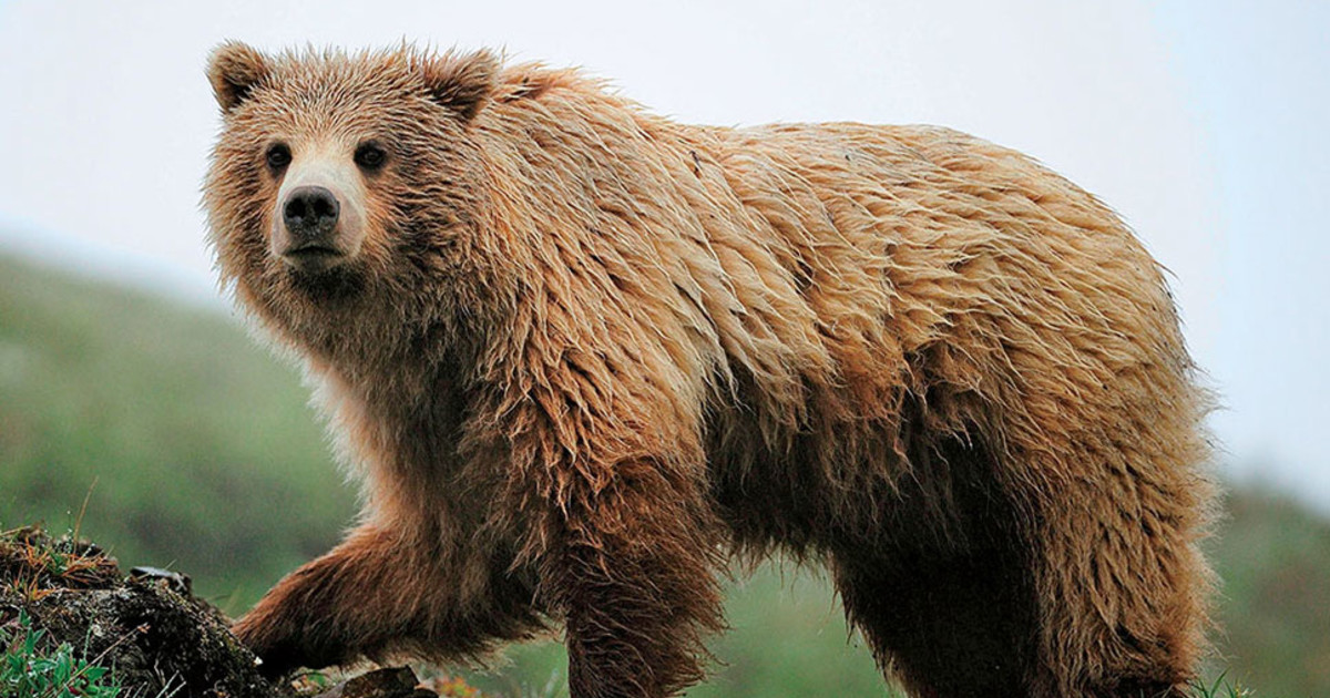 Lazy Bears and Confused Birds: What a Warming Planet Means for Wildlife ...