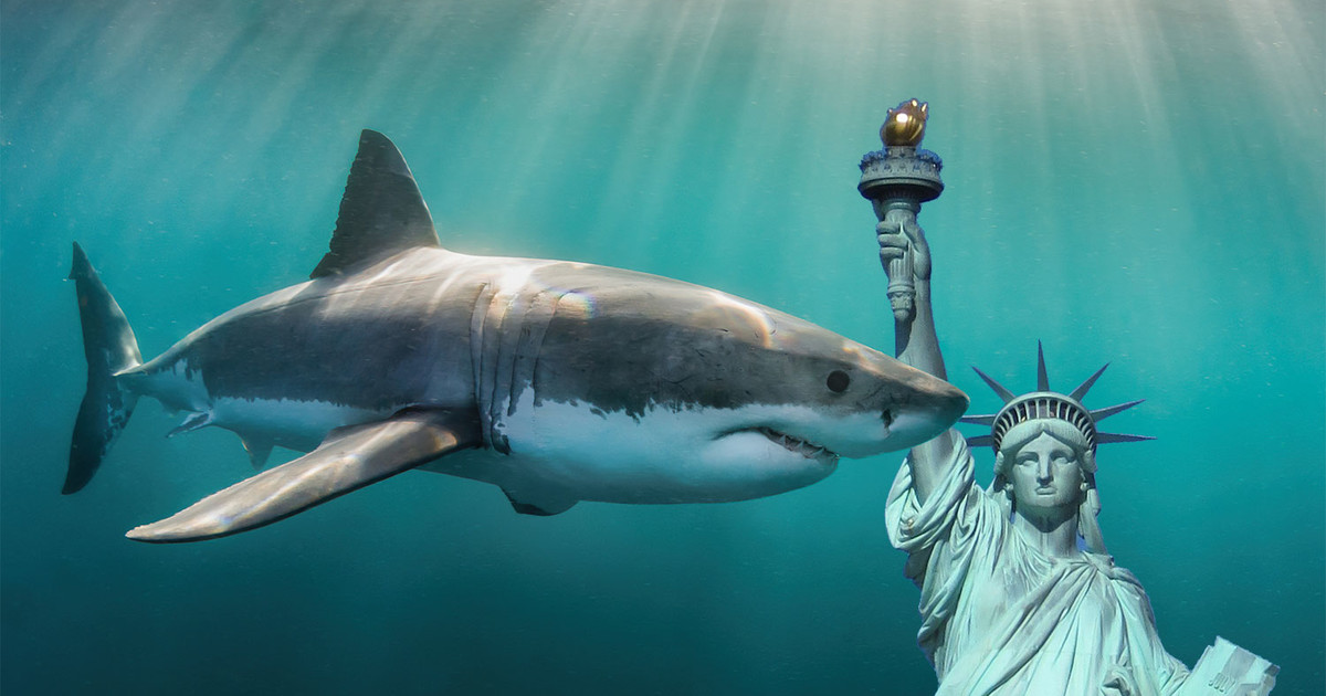 The Sharks Are Back in New York | Columbia Magazine